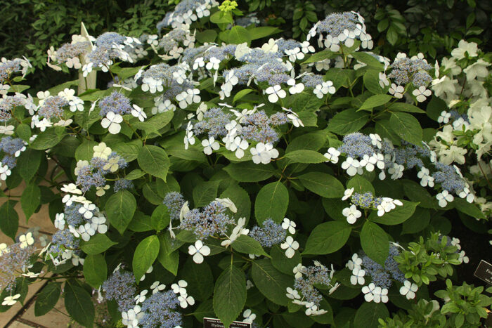 Do Deer Eat Hydrangeas? - Fine Gardening