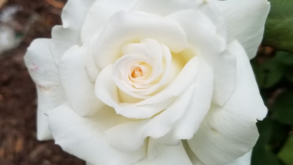 Creeping myrtle - FineGardening