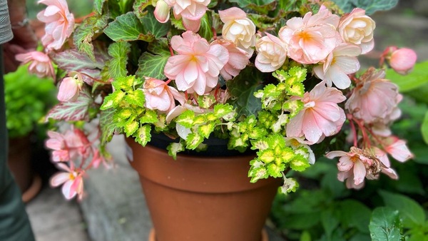 ‘Prairie Fire’ red switchgrass - FineGardening