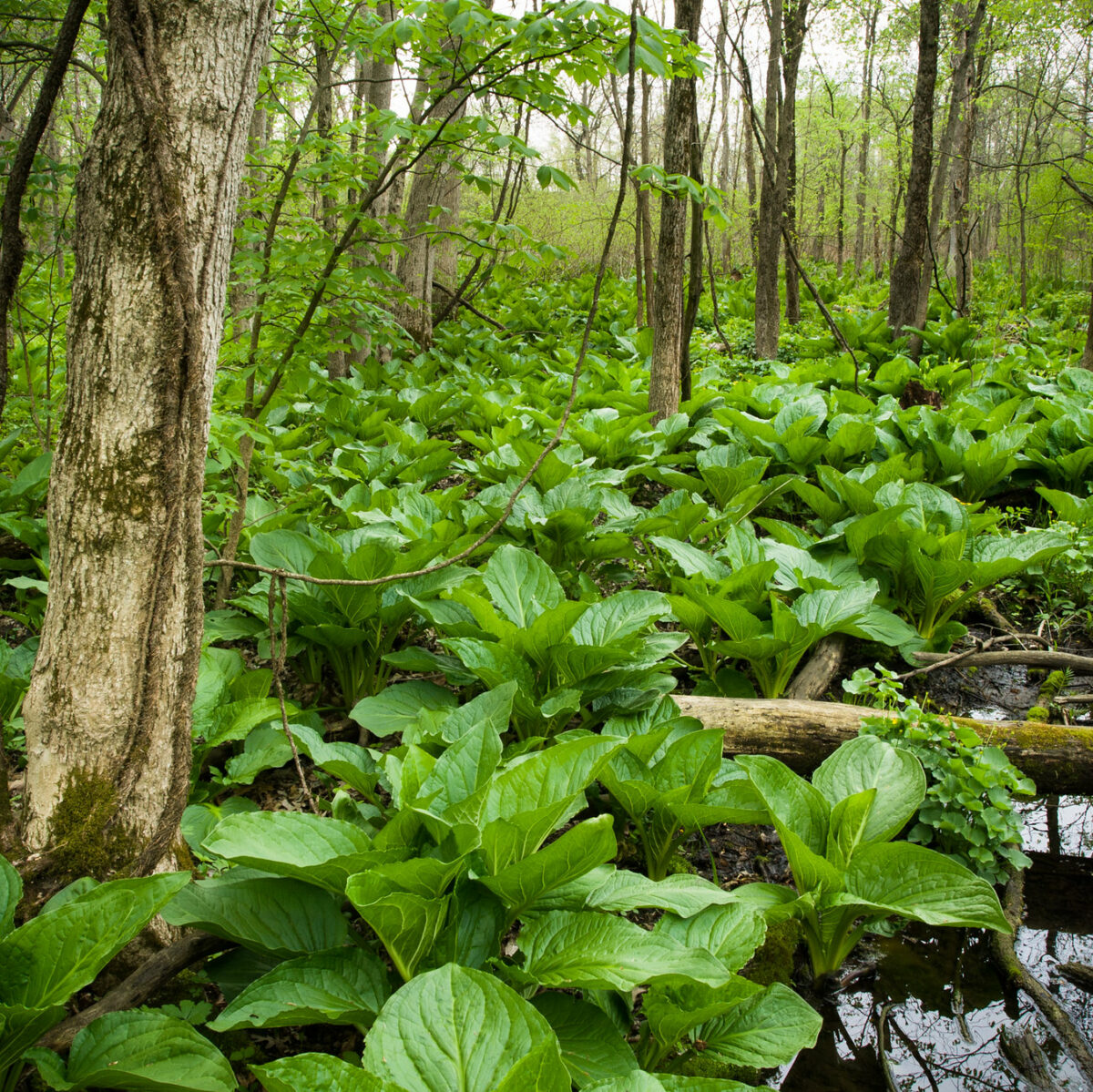 Native Alternatives to Hostas (That Are Deer Resistant) - Fine Gardening