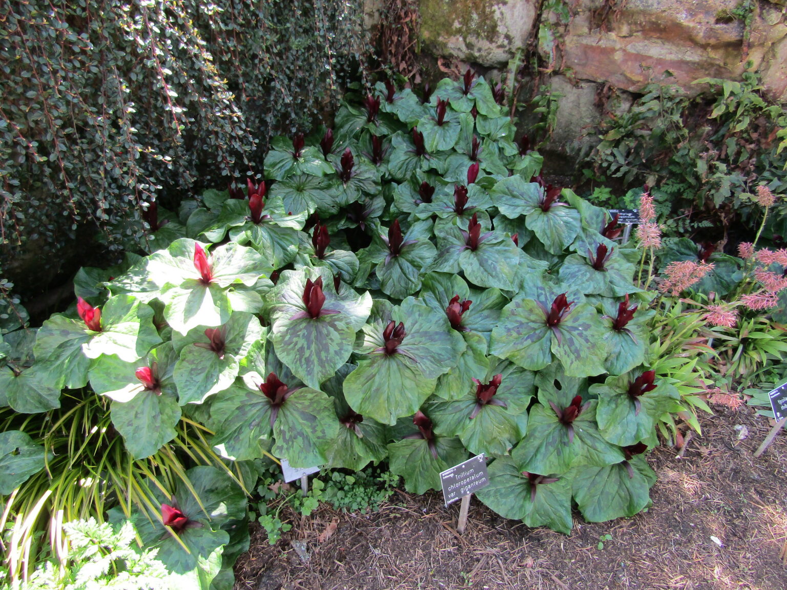 Native Alternatives to Hostas (That Are Deer Resistant) - Fine Gardening