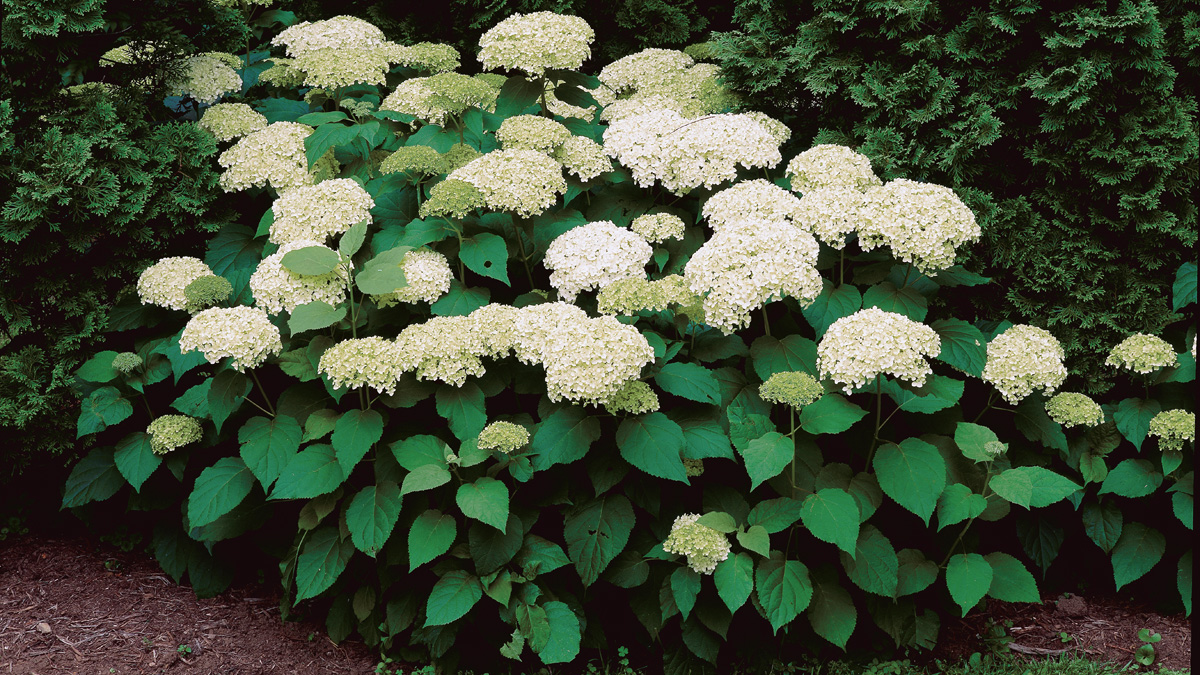 How to Coax Bountiful Blooms From Your Hydrangeas - Fine Gardening