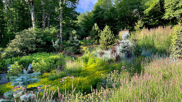 ‘Prairie Fire’ red switchgrass - FineGardening