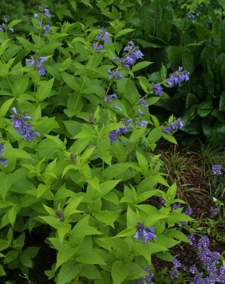 The Best Lesser-Known Catmint Varieties - Fine Gardening