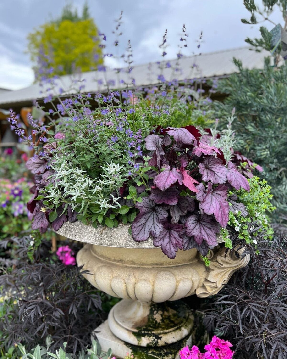 Inspiring Container Plantings - Fine Gardening