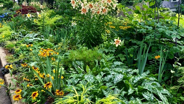 Little Ragu™ Sweet Bay - FineGardening