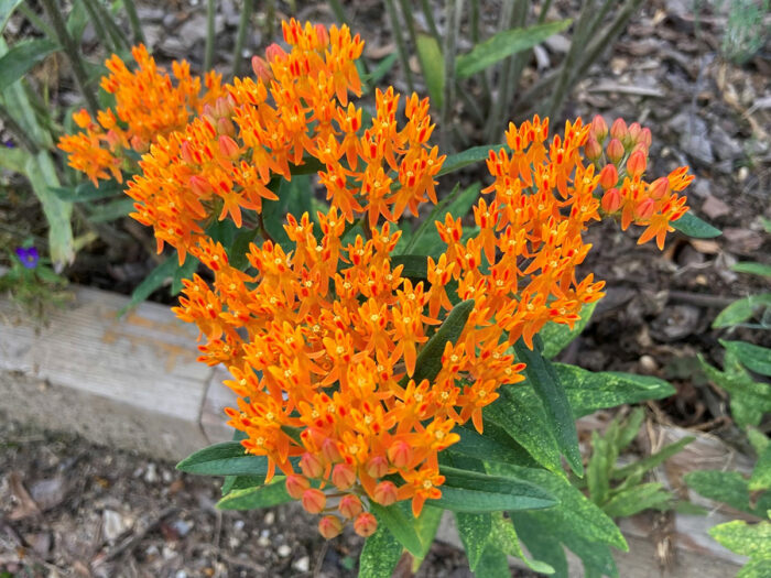 Orange Blooms Brighten the Southern Summer Garden - Fine Gardening