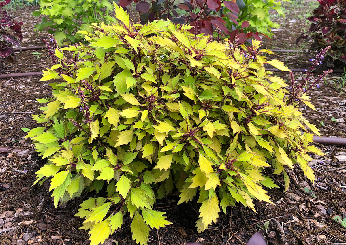 Plants With Golden Foliage That Stand Up to the Summer Sun - Fine Gardening
