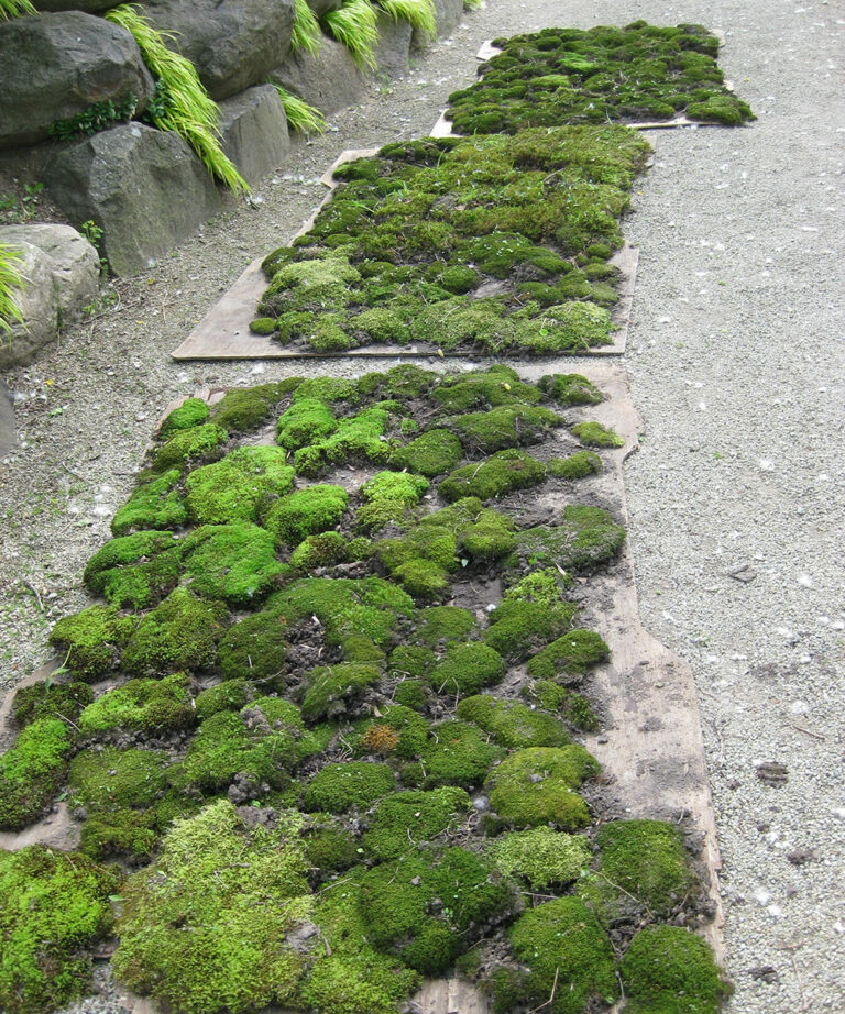 Tips for Creating a Moss Garden - Fine Gardening
