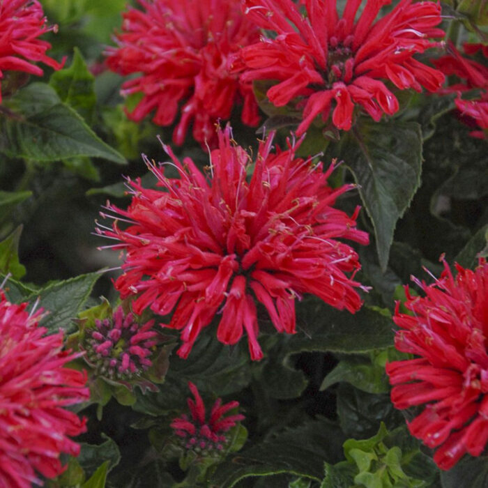 6 Native Bee Balms to Grow for Gorgeous Color in the Garden - Fine ...