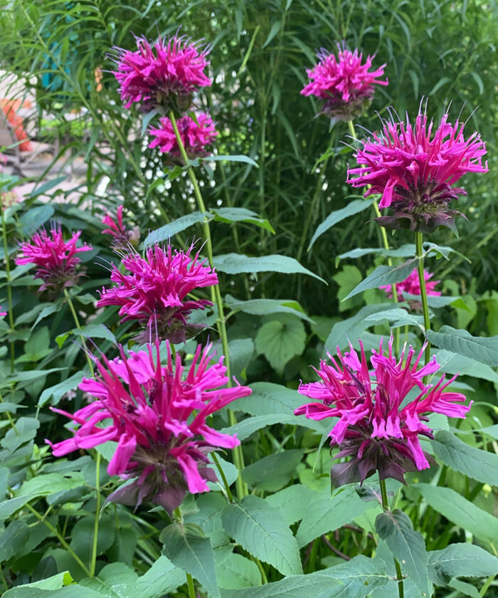 6 Native Bee Balms to Grow for Gorgeous Color in the Garden - Fine ...