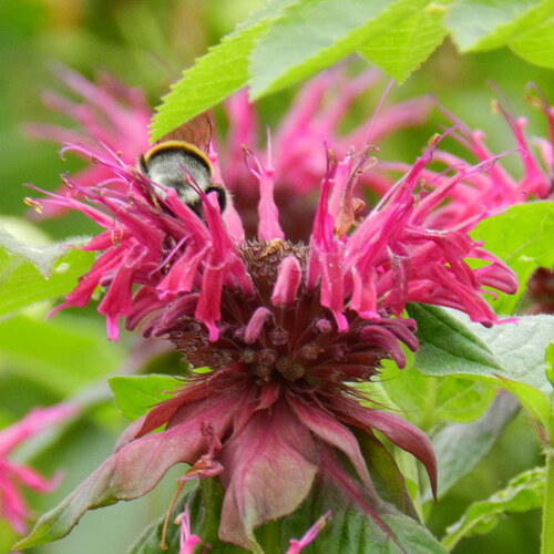 6 Native Bee Balms to Grow for Gorgeous Color in the Garden - Fine ...