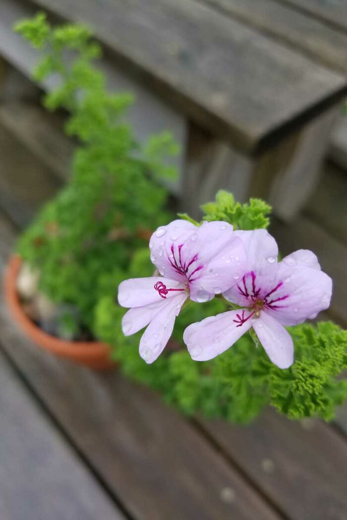 Episode 115: Underrated Herbs - Fine Gardening