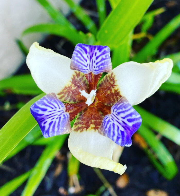 Kimberly’s Florida Garden - Fine Gardening