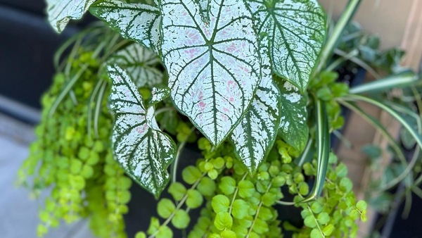 ‘Prairie Fire’ red switchgrass - FineGardening