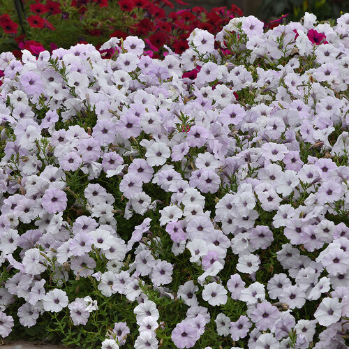 The Best Petunias: Trial Results from Southeast Universities - Fine ...