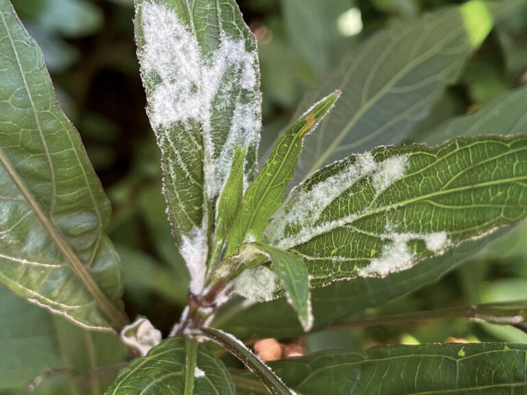 Eriophyid Mites: What They Are and How to Control Them in the Home ...