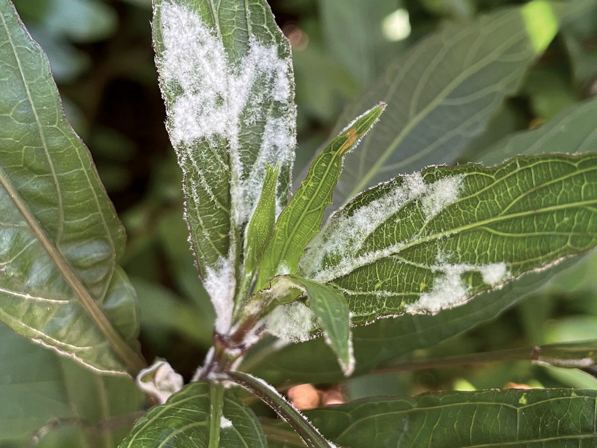 Eriophyid Mites: What They Are and How to Control Them in the Home ...