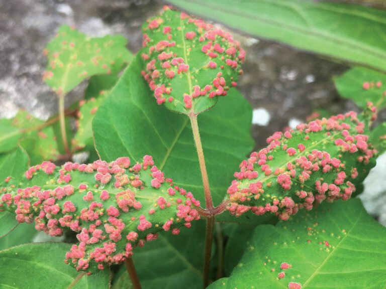 Eriophyid Mites: What They Are and How to Control Them in the Home ...