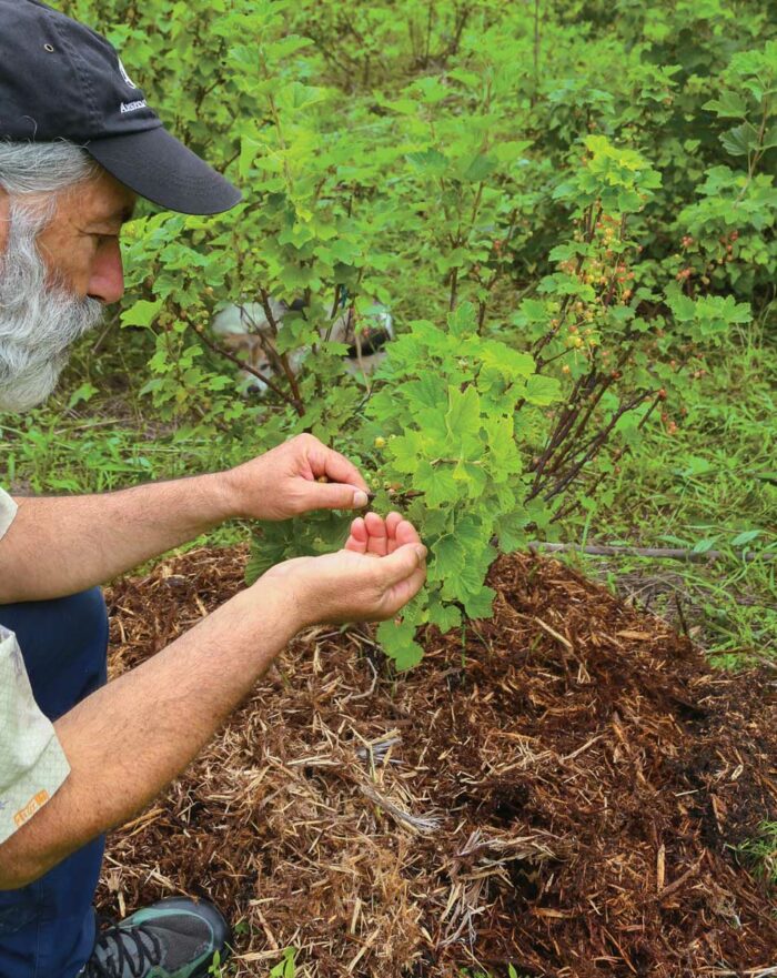 A Pro’s Tips for Growing Currants - Fine Gardening