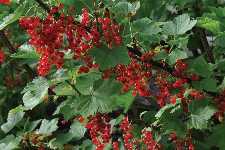 A Pro’s Tips for Growing Currants - Fine Gardening