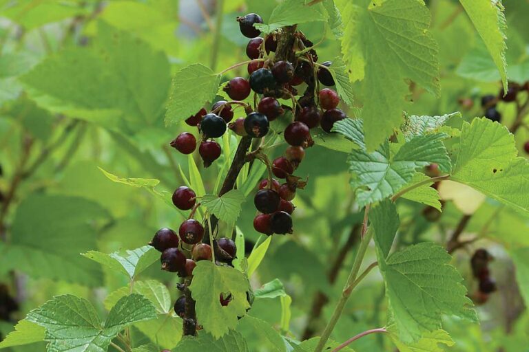 A Pro’s Tips for Growing Currants - Fine Gardening
