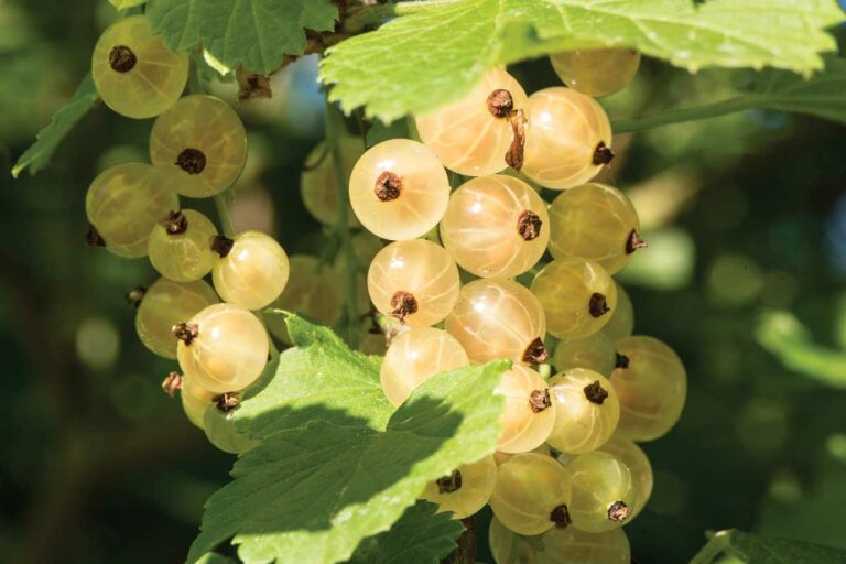 A Pro’s Tips for Growing Currants - Fine Gardening