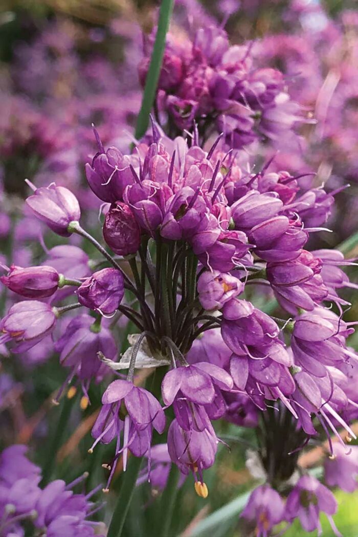 9 Extraordinary Fall-Blooming Perennials for the Autumnal Garden - Fine ...