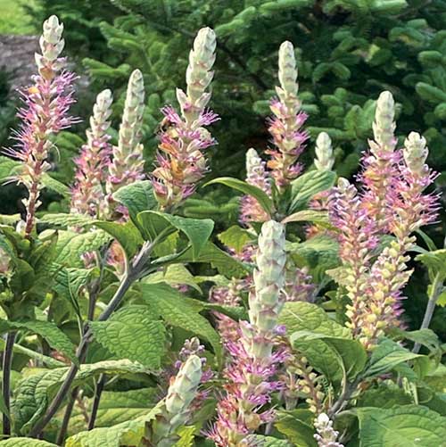 9 Extraordinary Fall-Blooming Perennials for the Autumnal Garden - Fine ...