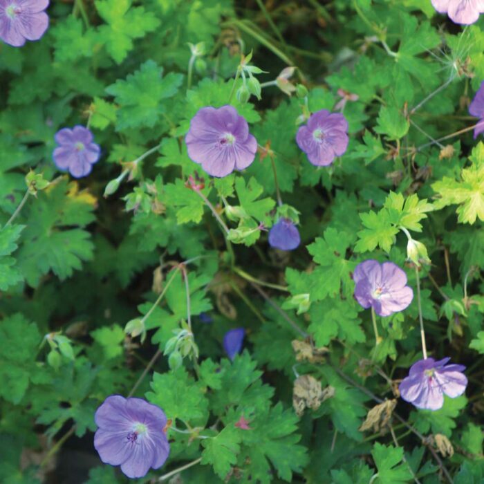 9 Extraordinary Fall-Blooming Perennials for the Autumnal Garden - Fine ...