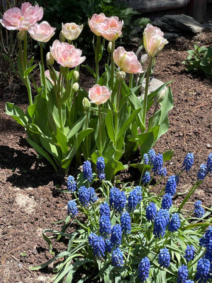 Favorite Photos from Chris - FineGardening