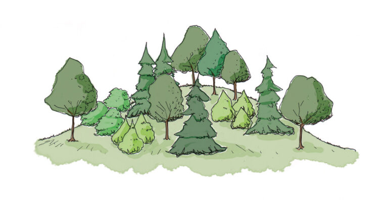 Tips for Designing with Trees in the Garden - Fine Gardening