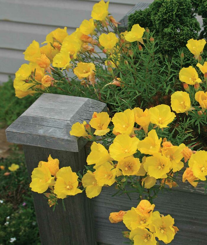 Unusual Fall Perennials for the Southeast - Fine Gardening