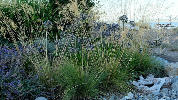 Setcreasea pallida 'Purple Heart' - FineGardening