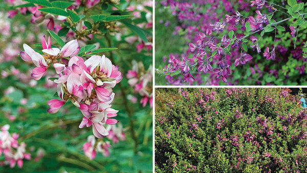 Tips to Improve Bush Clover Performance - Fine Gardening