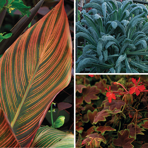 Great Plants for Focal Point Pots - Fine Gardening