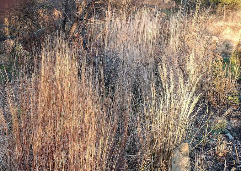 How to Design a Meadow Garden With Multiseason Interest - Fine Gardening