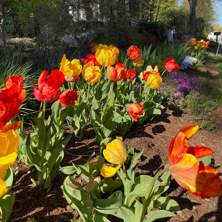 Two Ways to Add Mass Plantings to the Garden Without Breaking the Bank ...