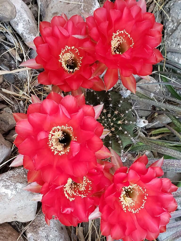 Growing Echinopsis in the Southwest - Fine Gardening