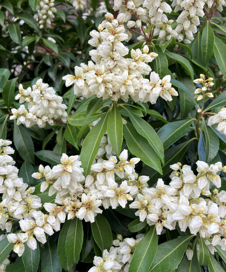 Flowering Evergreens for the Shade Garden - Fine Gardening
