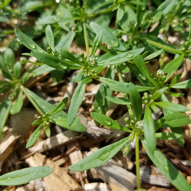 Watch for These Weeds in Late Summer and Early Fall - Fine Gardening