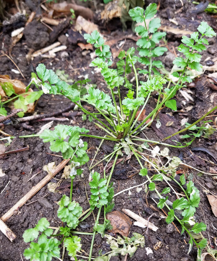 Watch for These Weeds in Late Summer and Early Fall - Fine Gardening