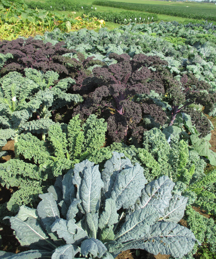 Growing Late-Season Kale for Extended Color, Texture, and Taste - Fine ...