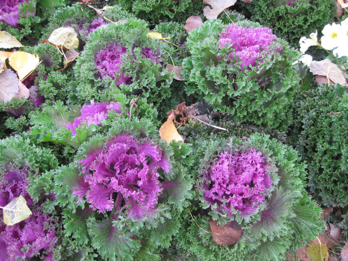 Growing Late-Season Kale for Extended Color, Texture, and Taste - Fine ...