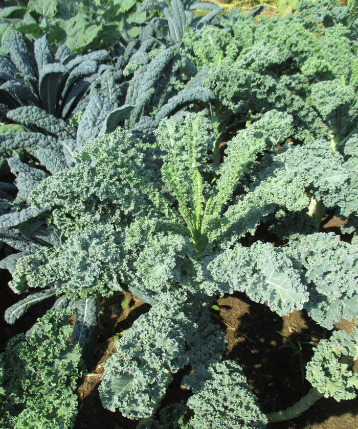 Growing Late-Season Kale for Extended Color, Texture, and Taste - Fine ...