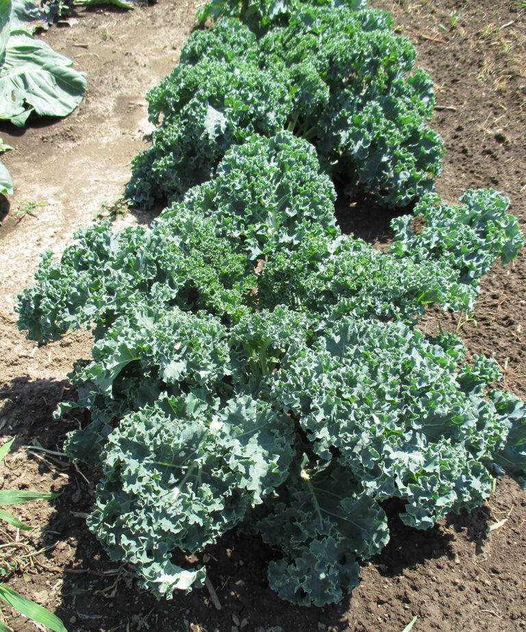 Growing Late-Season Kale for Extended Color, Texture, and Taste - Fine ...
