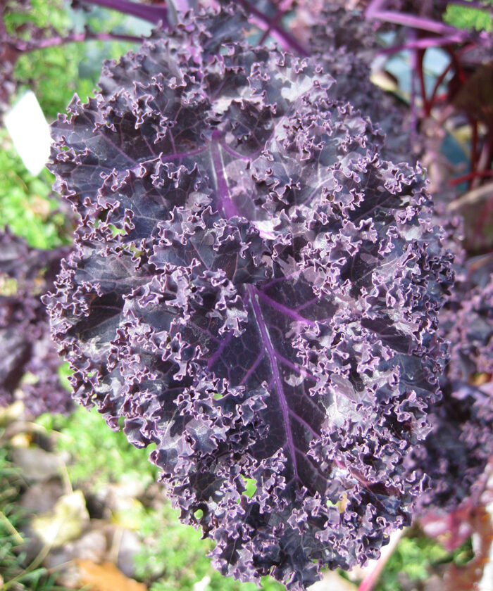 Growing Late-Season Kale for Extended Color, Texture, and Taste - Fine ...