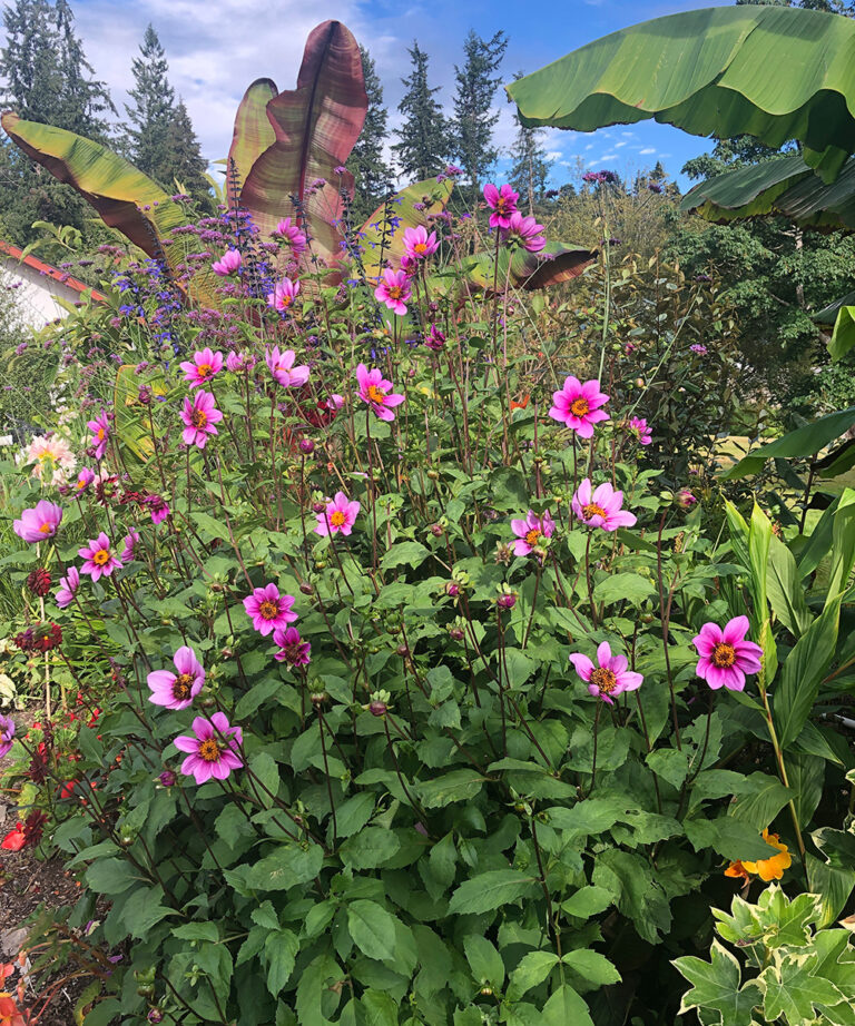 Four Dynamo Dahlias for the Northwest Garden - Fine Gardening