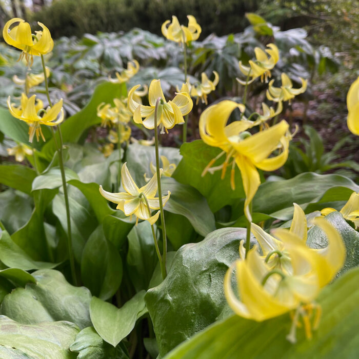Five Unusual Bulbs to Order Now and Plant in Fall - Fine Gardening