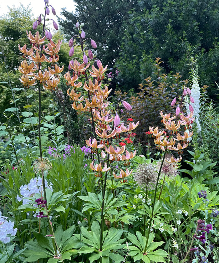 Five Unusual Bulbs to Order Now and Plant in Fall - Fine Gardening